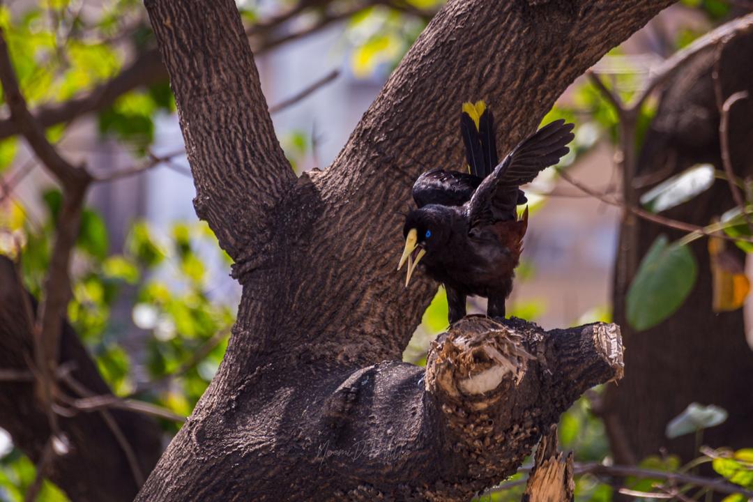 Científicos y ONG enseñarán sobre aves de Venezuela por Zoom