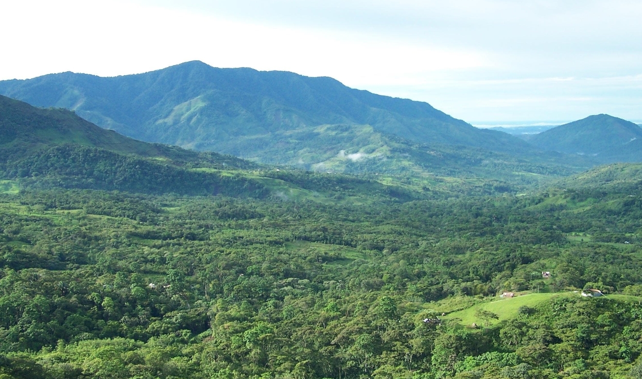 Se acelera la destrucción de los bosques naturales de Venezuela